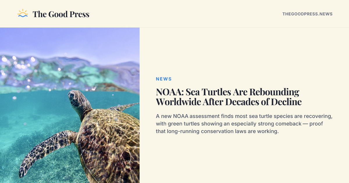 NOAA: Sea Turtles Are Rebounding Worldwide After Decades of Decline ...